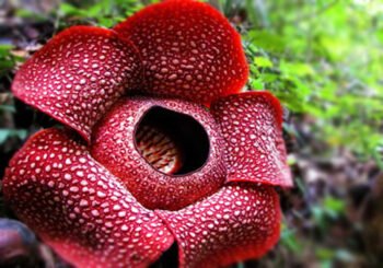 Rafflesia Arnoldii, Bunga Raksasa yang Perlu Kamu Ketahui Faktanya ...