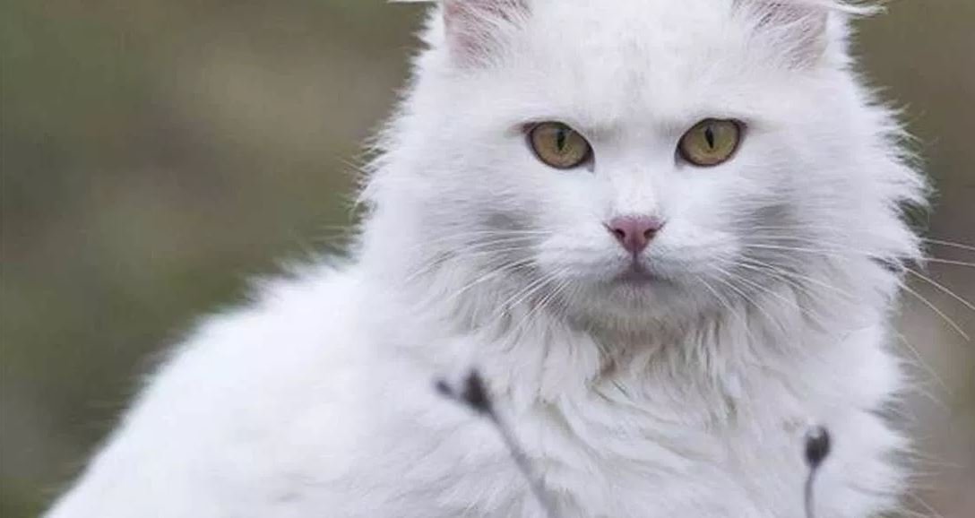 10 Jenis Kucing Yang Banyak Dipelihara! - Muffingraphics.com