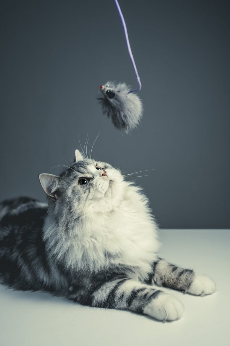 10 Jenis Kucing Yang Banyak Dipelihara! - Muffingraphics.com