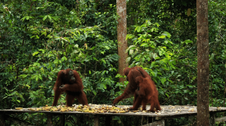 10 Suaka Margasatwa yang Ada di Indonesia. Kira-Kira Melindungi Hewan ...