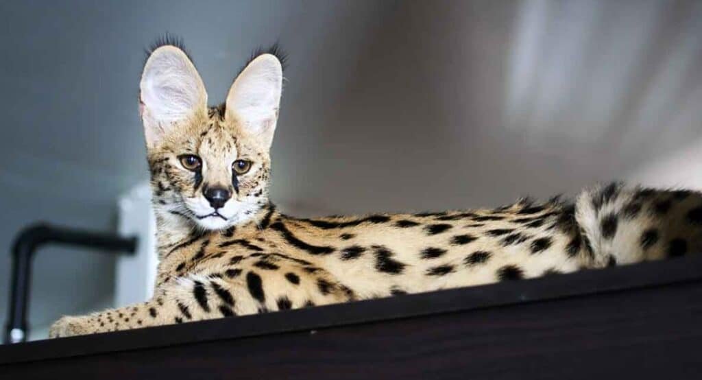 Jangan Sampai Tertukar! Ini Dia Ciri Khas Kucing Savannah ...