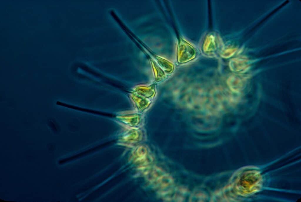 Apakah Plankton Termasuk Jenis Tumbuhan atau Hewan, Ya ...